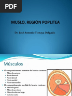 Muslo | PDF | Anatomía humana | Rodilla