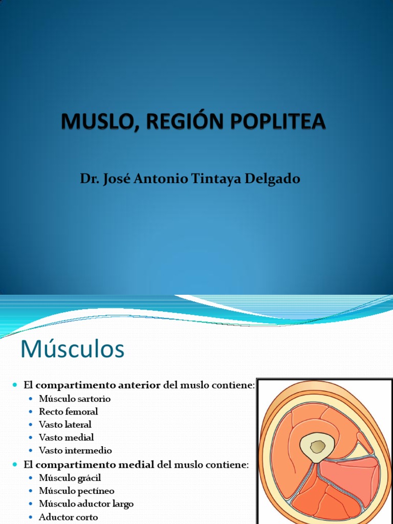 Muslo Región Poplitea | Anatomía humana | Extremidades (anatomía)