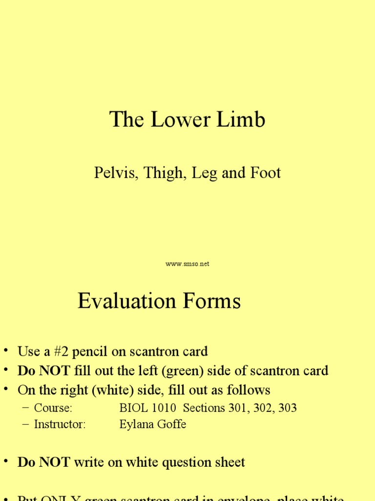 The Lower Limb: Pelvis, Thigh, Leg and Foot | PDF | Human Leg | Foot