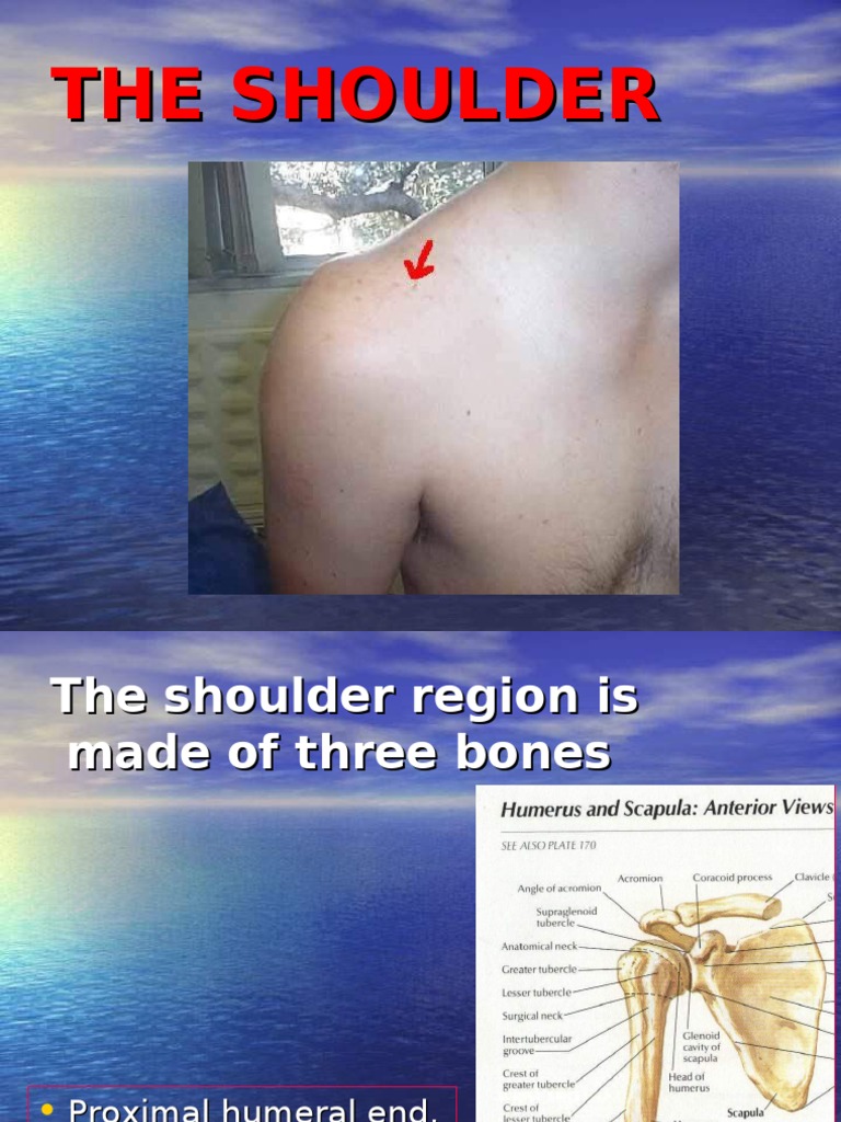 Neck | PDF | Shoulder | Human Anatomy