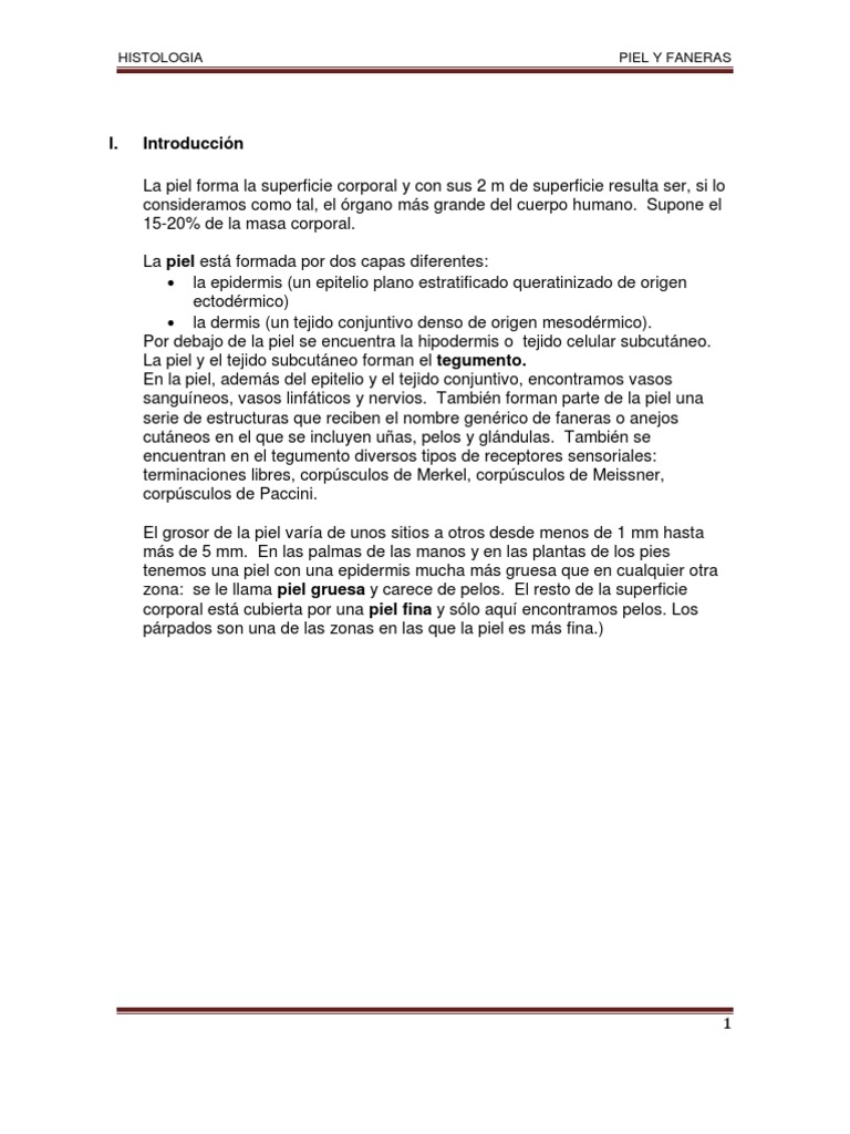 Piel y Fanera Histologia | PDF | Piel | Epidermis