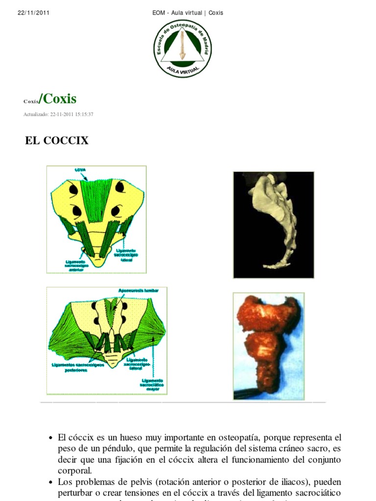Coxis | PDF | Pelvis | Anatomía humana