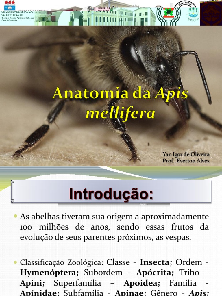Estrutura da Abelha Apis Mellifera | PDF | Abelhas | Órgão (anatomia)
