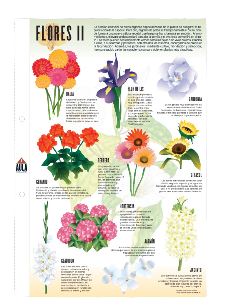 La reproducción y diversidad de las flores: funciones, características ...