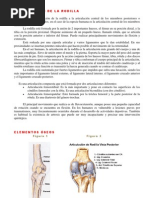 Anatomía de la Rótula y su Función | PDF | Rodilla | Articulación