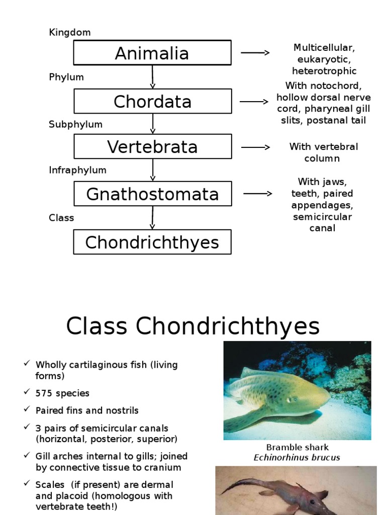 Phylum Chordata Class Chondrichthyes