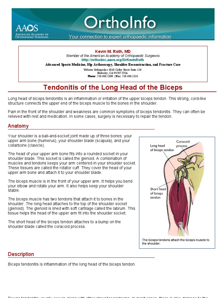 Tendonitis of The Long Head of The Biceps-Orthoinfo - Aaos | PDF ...
