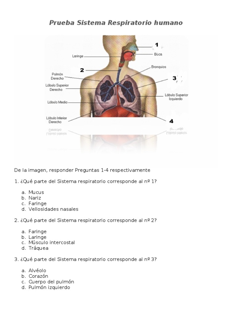 Prueba Sistema Respiratorio (1)