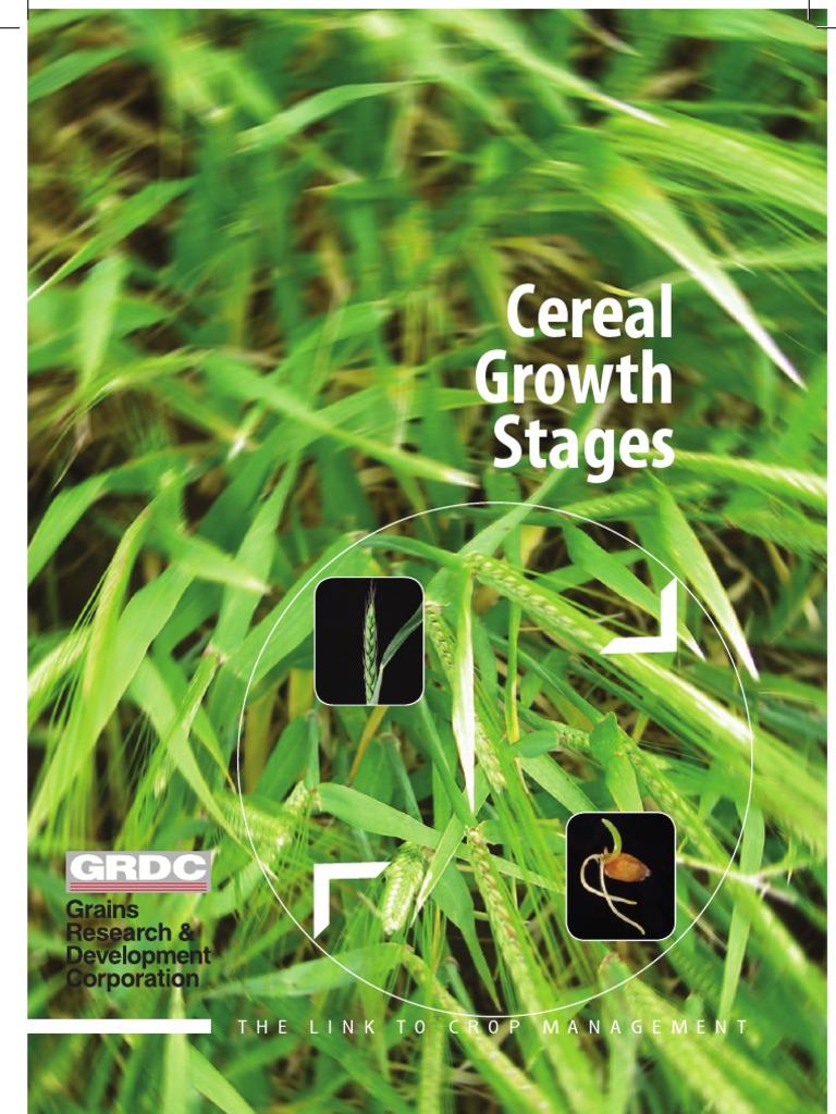 GRDC Cereal Growth Stages | PDF | Sowing | Wheat