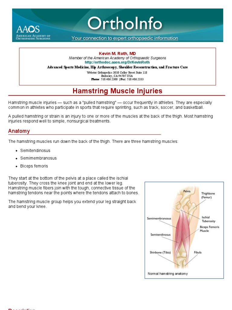 Hamstring Muscle Injuries-Orthoinfo - Aaos | PDF | Physical Therapy ...