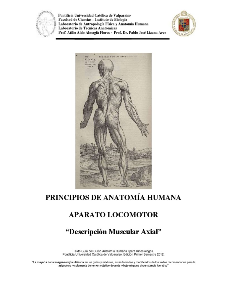 Descripcion Anatomia Musculos Axial PUCV 2012 | PDF | Tórax | Abdomen