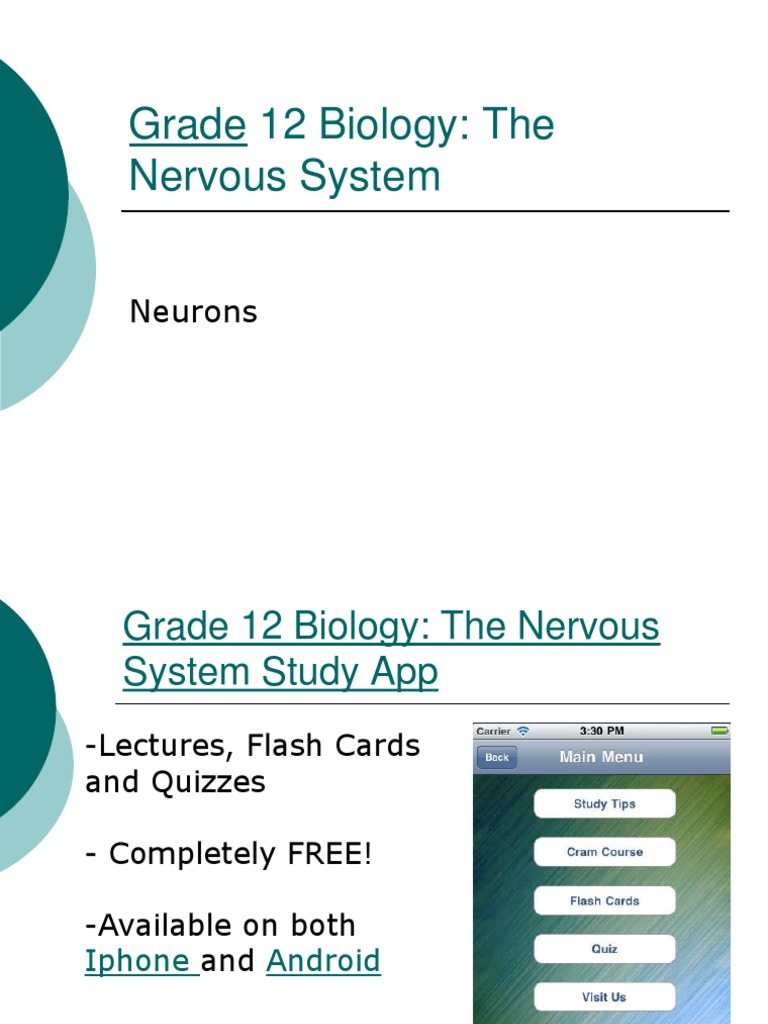 Grade 12 Biology: The Nervous System: Neurons | PDF | Neuron | Axon
