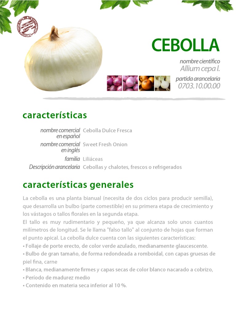 Cebolla: características | Cebolla | Hoja