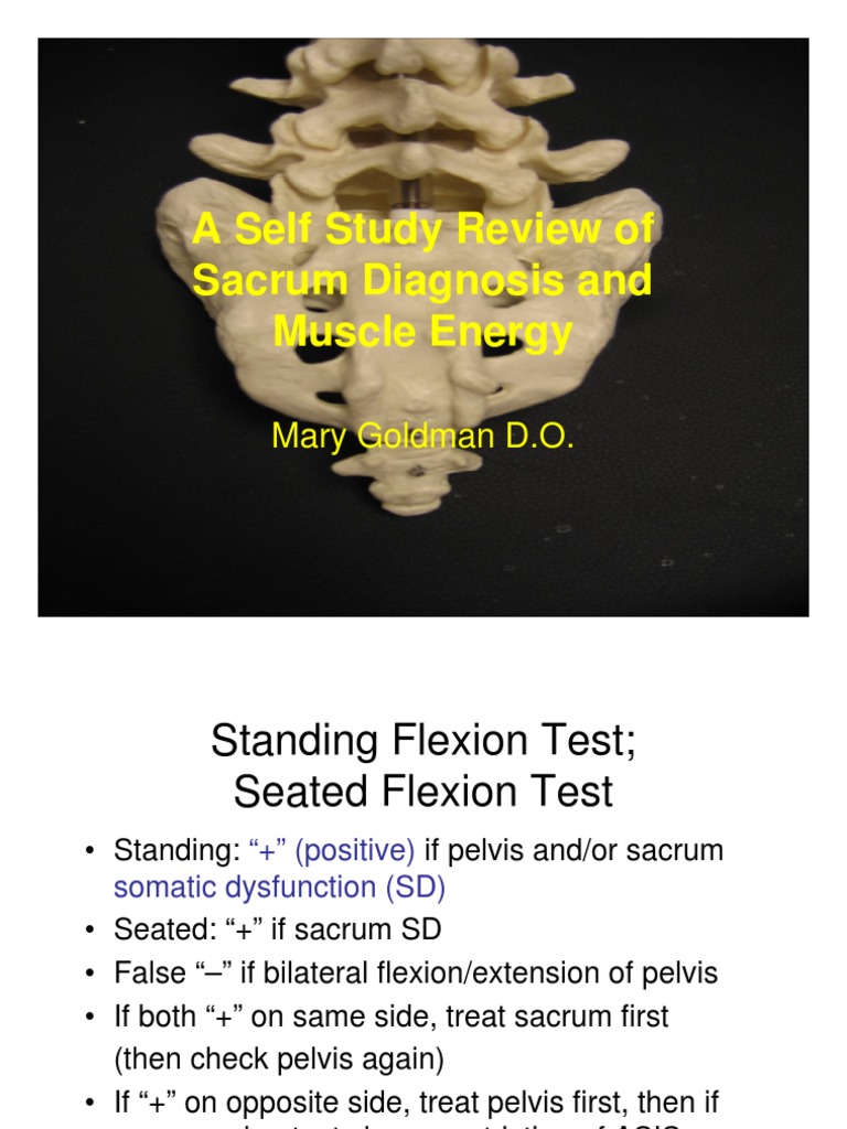 Sacrum Self Study Guide | Download Free PDF | Pelvis | Anatomical Terms ...