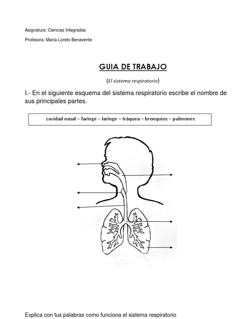 Hoja De Trabajo Del Sistema Respiratorio Con Banco De Palabras