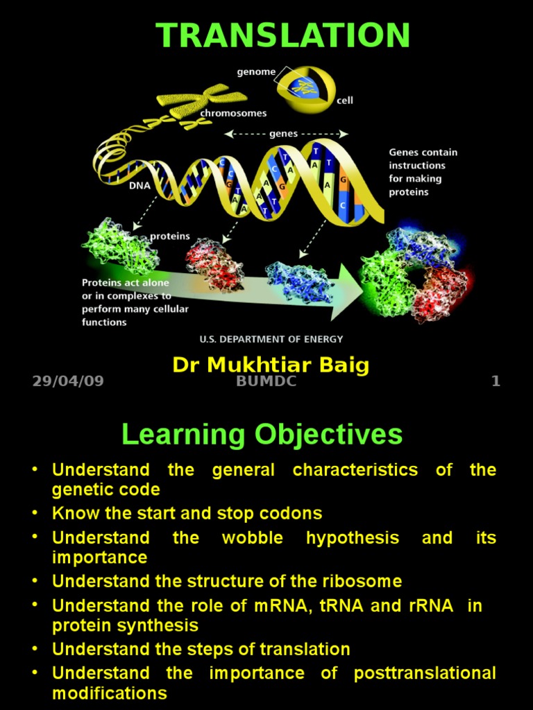Translation | PDF | Translation (Biology) | Genetic Code