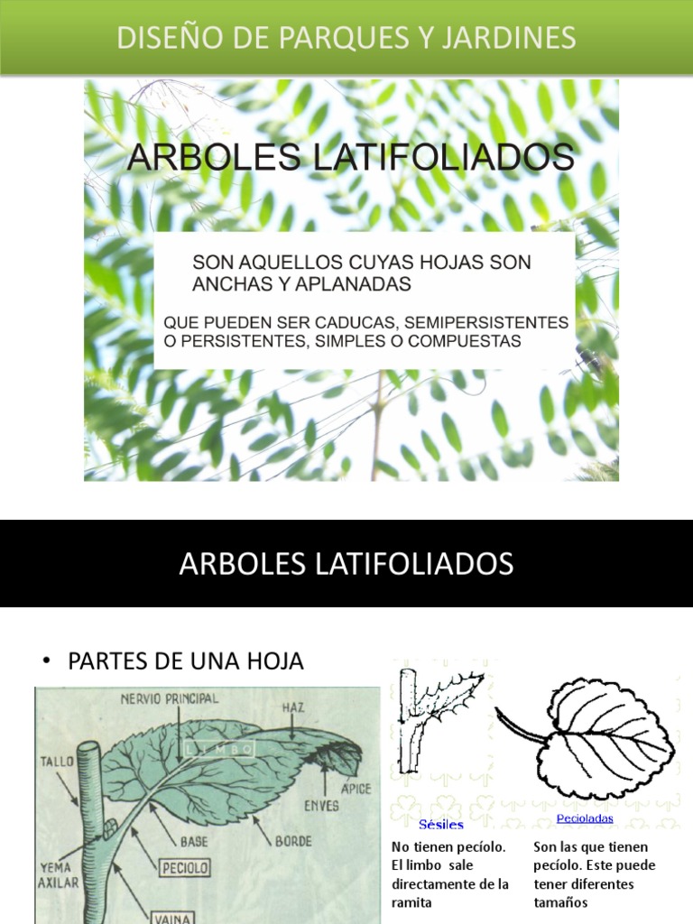 Arboles Latifoliados 1