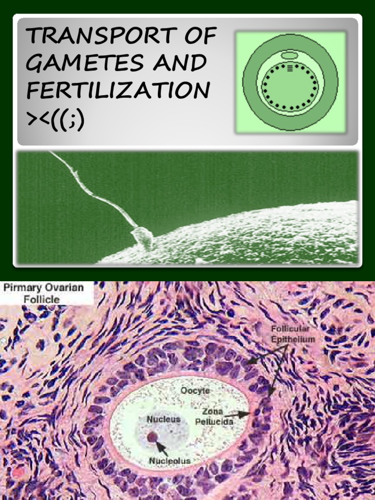Transport of Gametes and Fertilization | PDF | Fertilisation ...