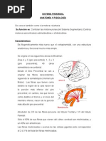 Tracto Rubroespinal | PDF | Cerebro | Neuroanatomía