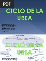? Ciclo de La Urea Completo y Detallado (Con Enzimas, Energía | PDF ...