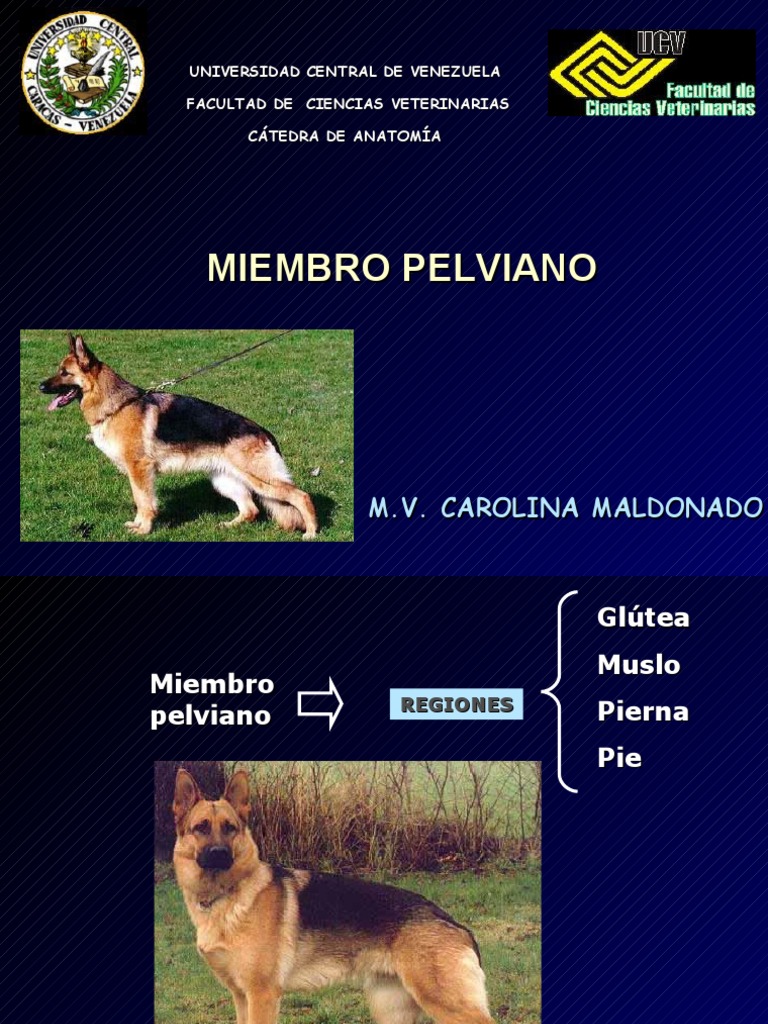 Anatomia Miologia MIEMBRO PELVIANO 2008 | PDF | Nalgas | Anatomía del ...