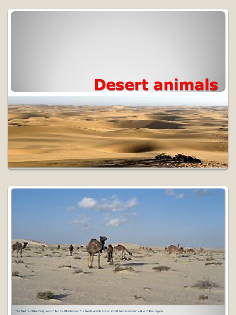 Desert Wildlife of the United Arab Emirates: Camels, Gazelles, Wolves ...