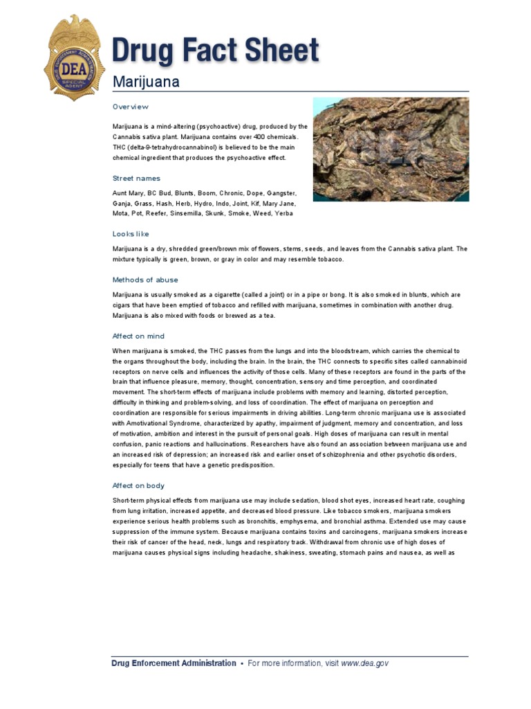 Marijuana DEA | PDF | Cannabis (Drug) | Tetrahydrocannabinol
