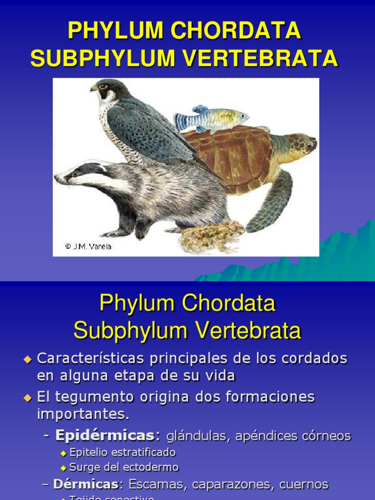 Vertebrata | PDF | Vertebrados | Anatomía