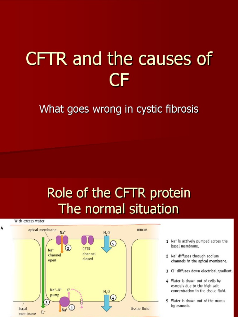 CFTR Protein and Cystic Fibrosis Effects | PDF | Mucus | Cell Membrane