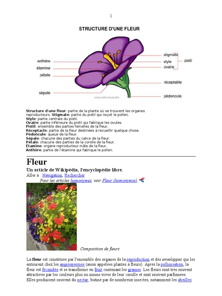 Structure et parties d'une fleur | PDF | Pétale | Fleurs