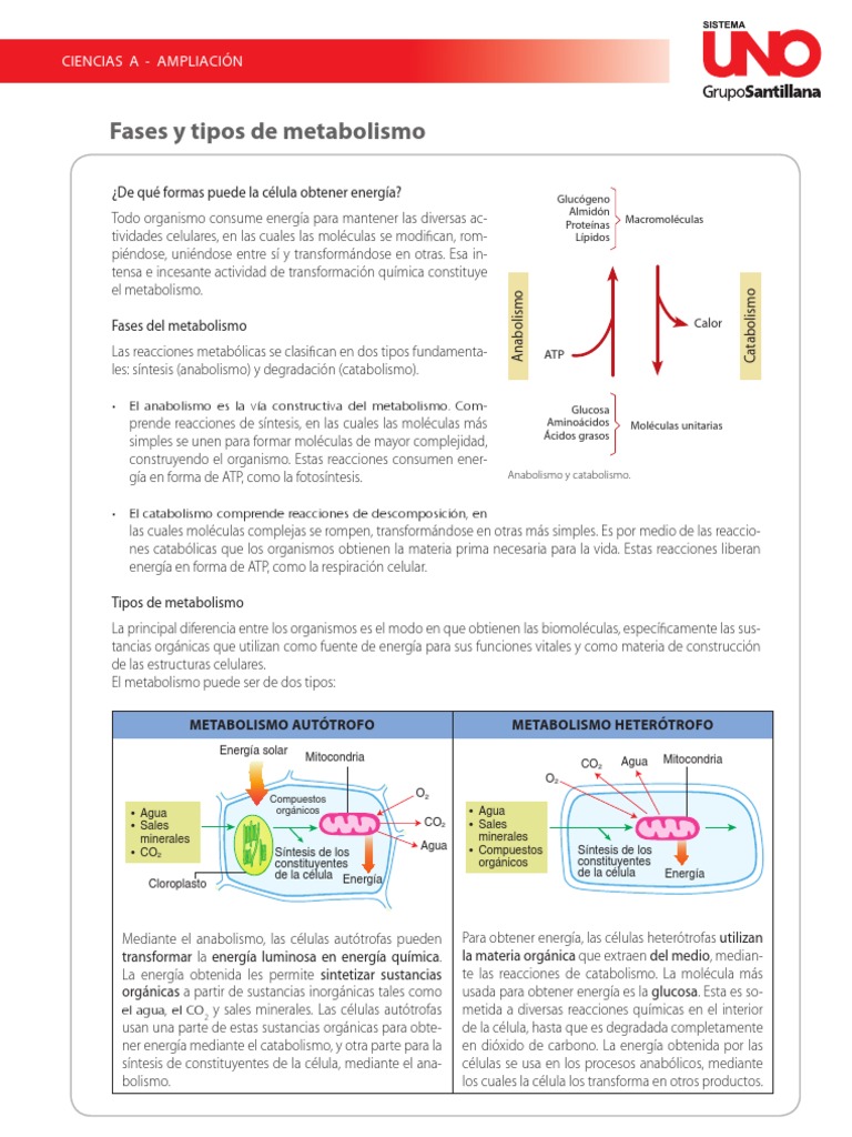 Fases y Tipos de Metabolismo PDF | PDF | Metabolismo | Organismos