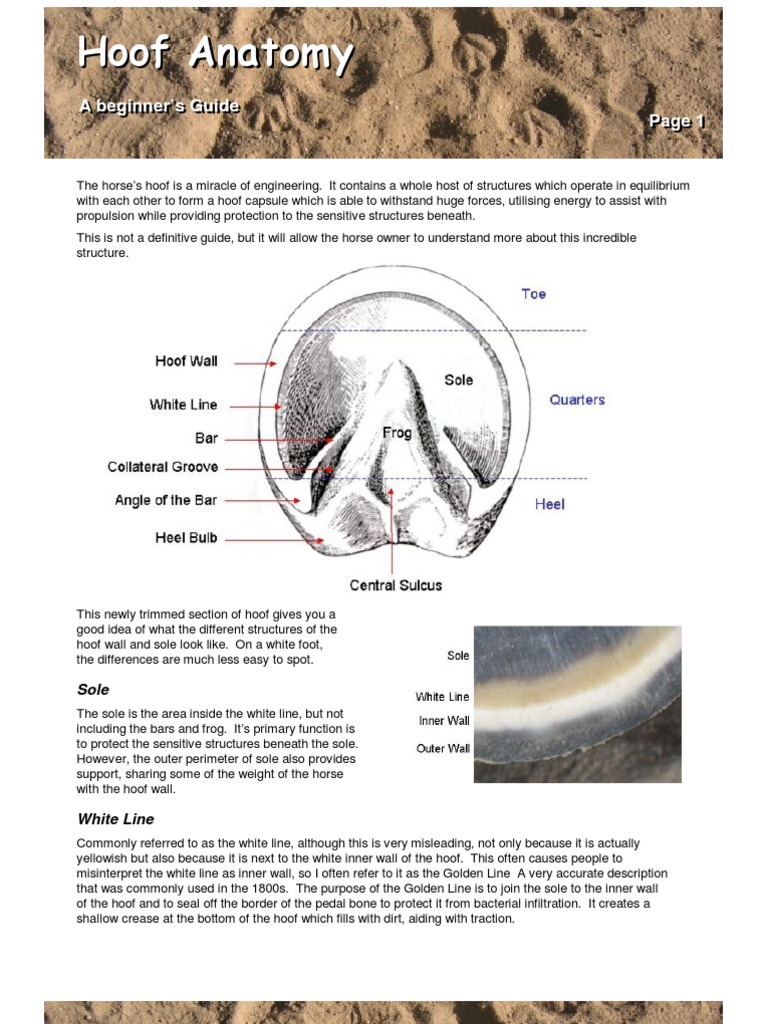 Hoof Anatomy PDF | PDF