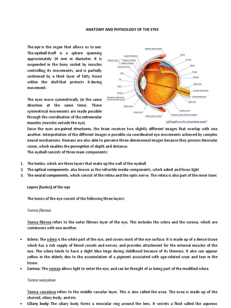 Anatomy and Physiology of the Eyes | Retina | Eye