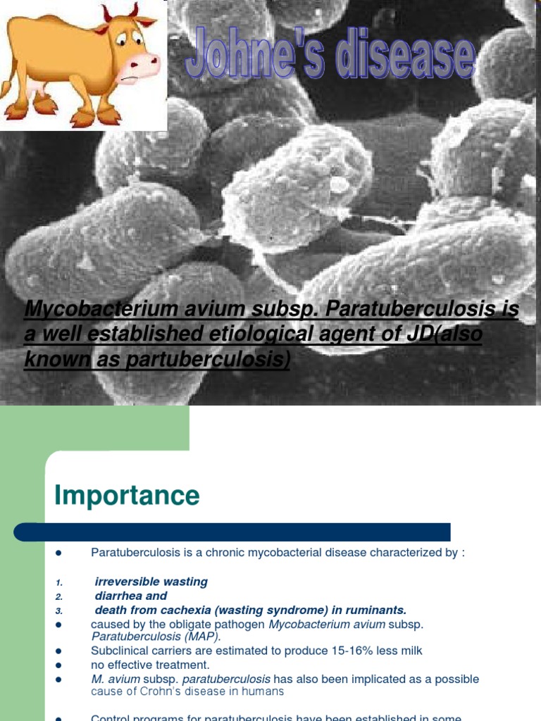 My Presentation on Johnes Disease | Cattle | Immunology