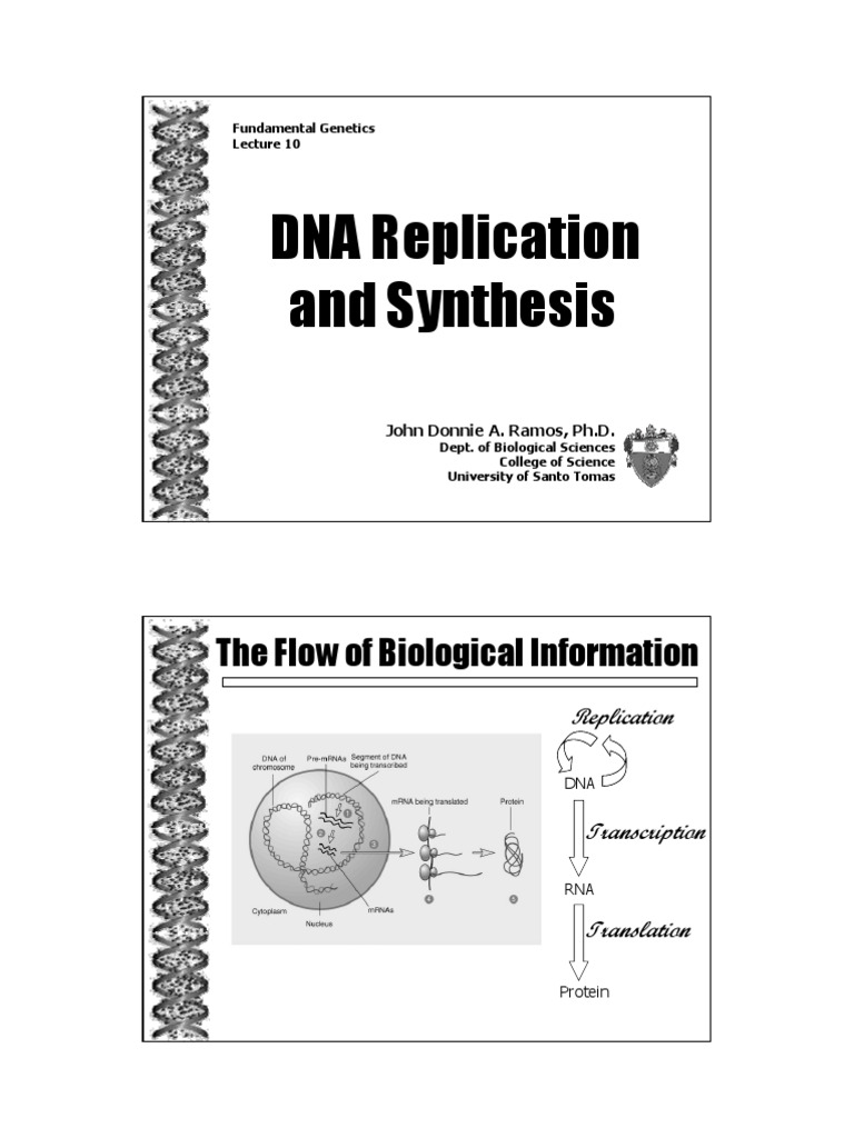 DNA Replication and Synthesis: The Flow of Biological Information | PDF ...