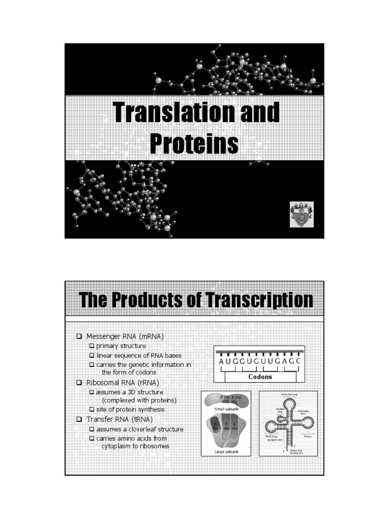 Translation and Proteins: The Products of Transcription | PDF ...