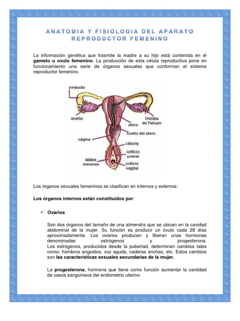 Anatomia y Fisiologia Del Aparato Reproductor Femenino | Útero ...