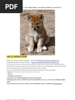 Reading - The Dingo Debate | PDF | Predation | Organisms
