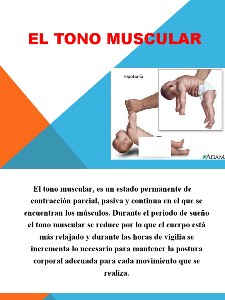 Comprendiendo el Tono Muscular | PDF | Músculo | Sistema nervioso