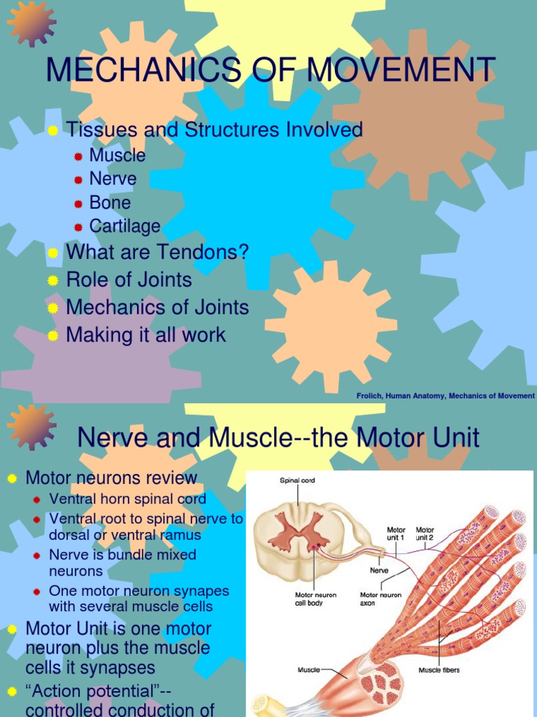 Mechanics of Movement I Joints | Download Free PDF | Joint | Nerve