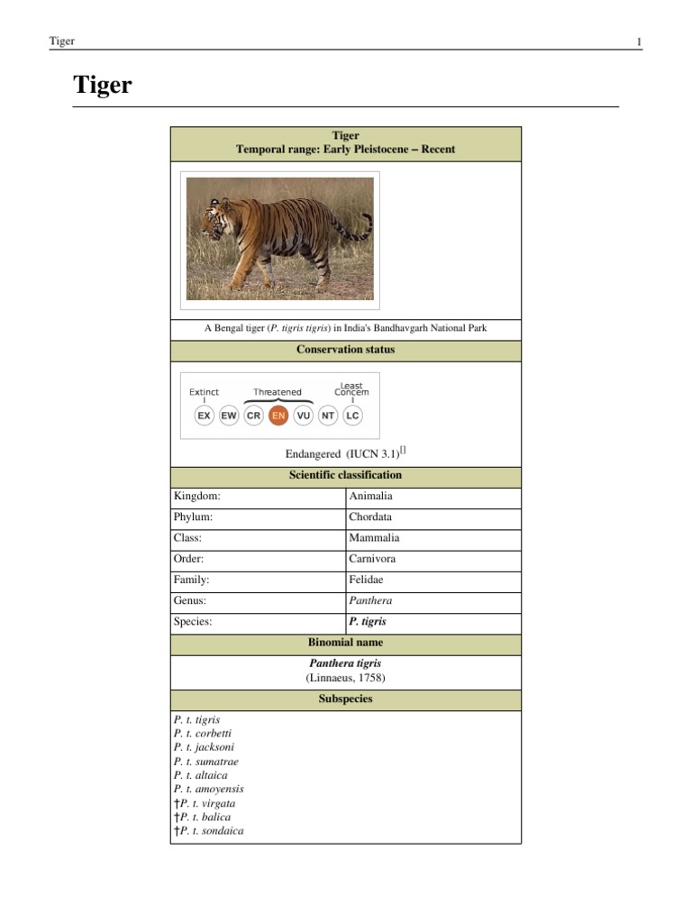 Tiger of Bengal With Photo | PDF | Tiger | Lion