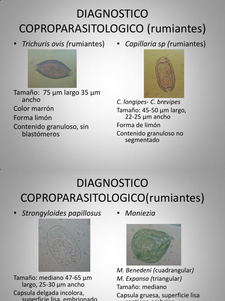 DIAGNOSTICO COPROPARASITOLOGICO | Parasitología | Medicina Veterinaria
