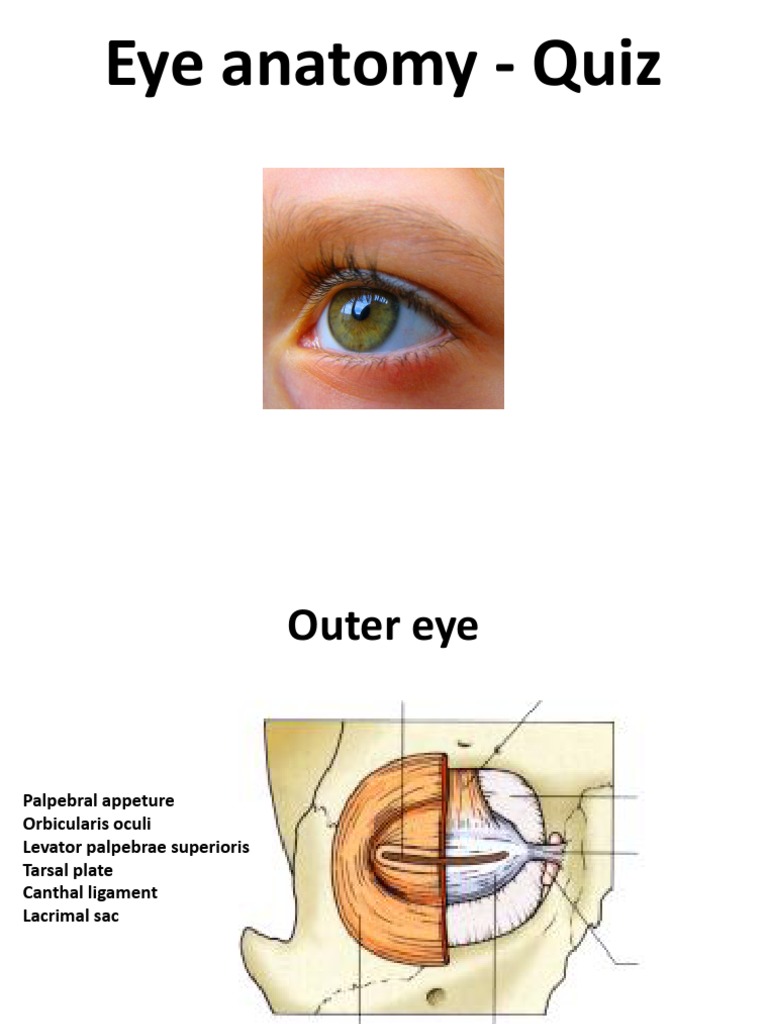 Eye Anatomy - Quiz | PDF | Self-Improvement | Science & Mathematics