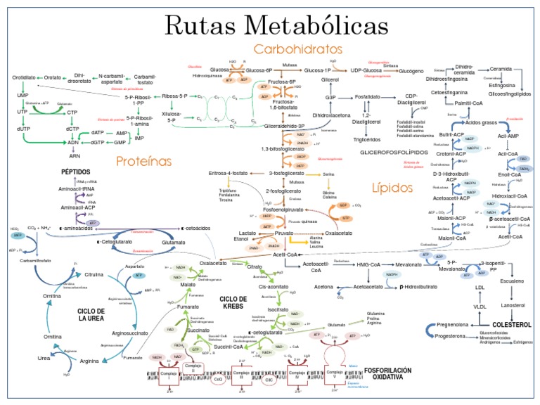 Mapa Completo De Rutas Metabólicas Pdf Biosíntesis Biología Celular