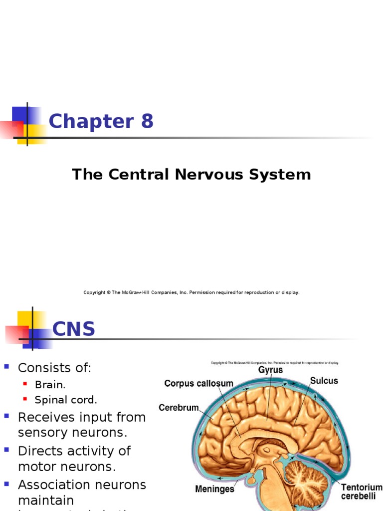 The Central Nervous System | PDF | Central Nervous System | Cerebrum