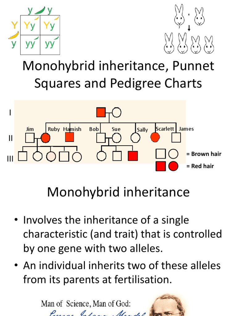 Monohybrid Inheritance Punnet Squares and Pedigree Charts | PDF ...