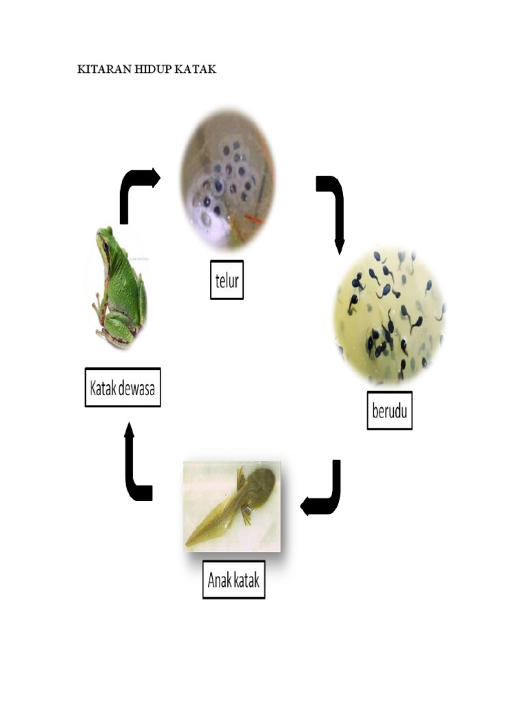 Kitaran Hidup Katak | PDF