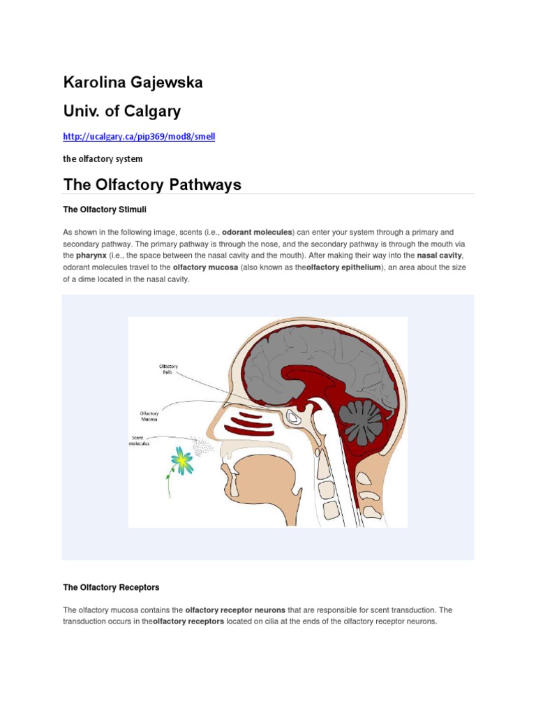 The Olfactory Pathways | Olfactory System | Olfaction