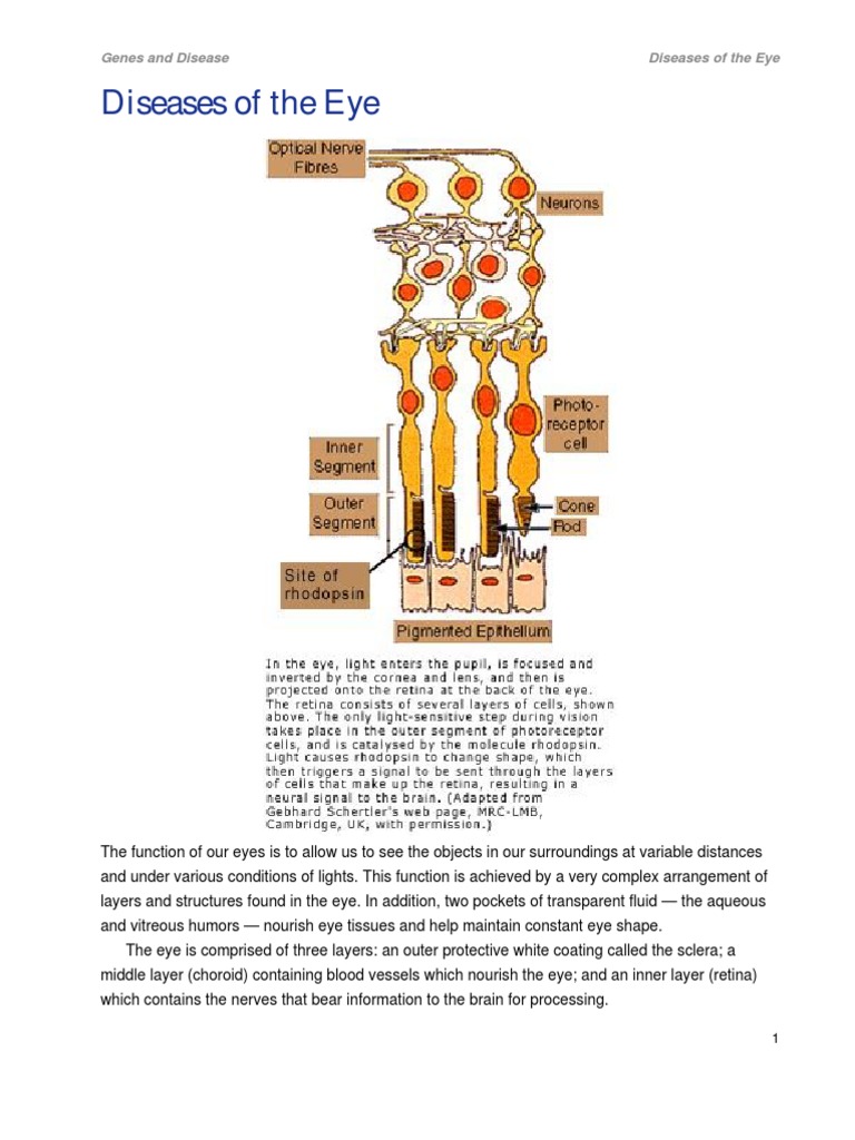 Disease of The Eye | PDF | Eye | Gene