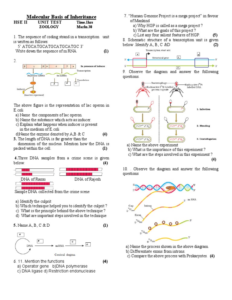 Molecular Basis of Inheritance | PDF